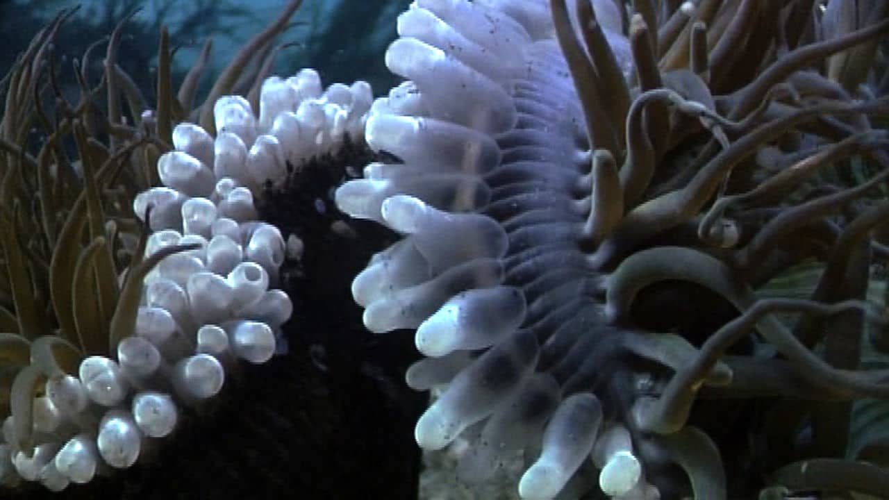 Cnidarians: Anemones Fight on Vimeo