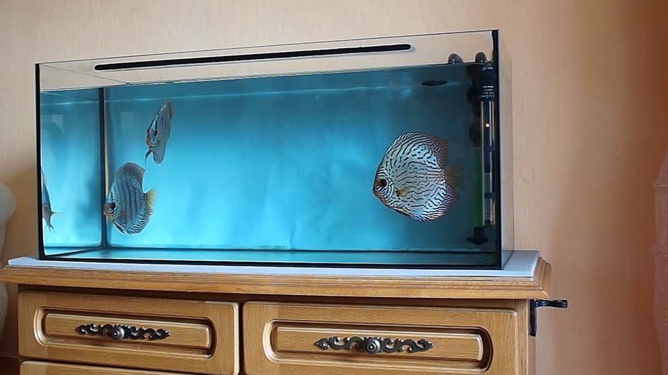 Discus breeding tank on Vimeo