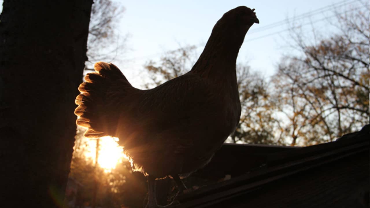 Underground Chickens: Episode 99 of The Perennial Plate on Vimeo