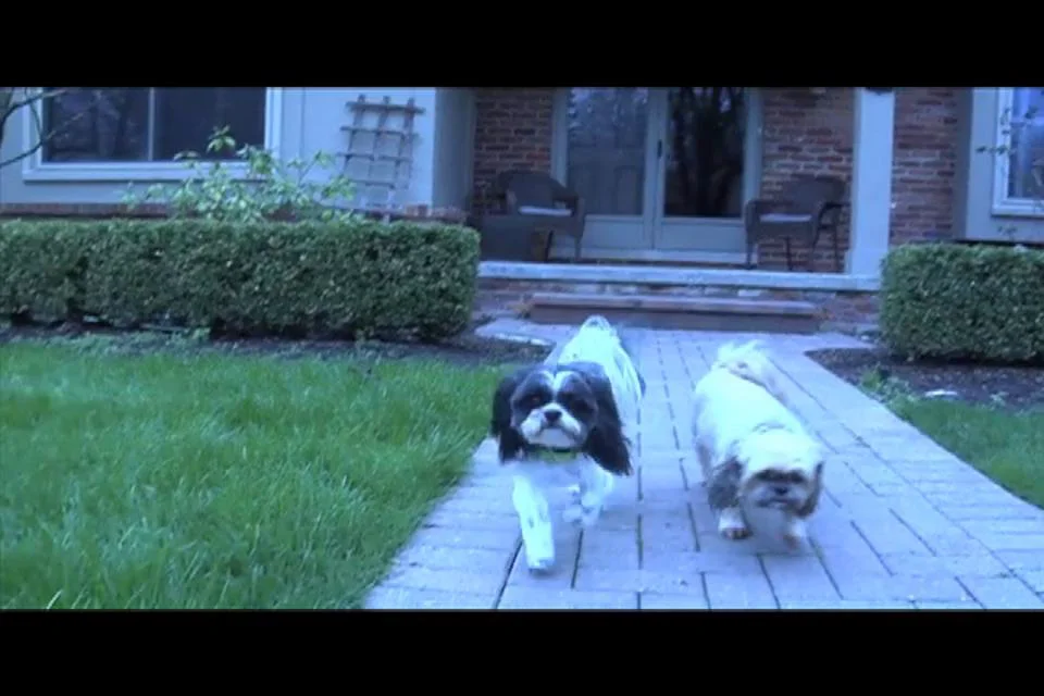 Puppy Dogs on Vimeo