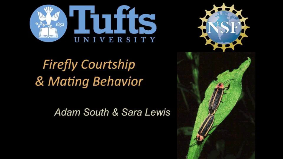 Courtship & Mating Behavior of Fireflies