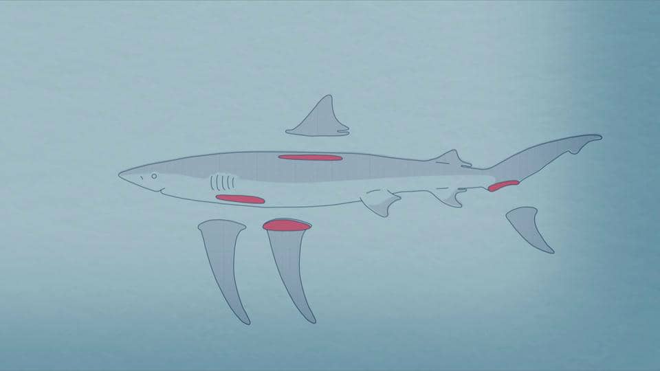 Finning bans made simple on Vimeo