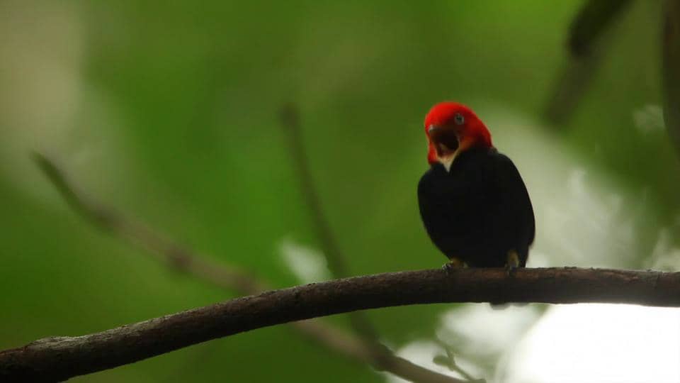 Chapter 11: How it Evolved: the Red-capped Manakin on Vimeo