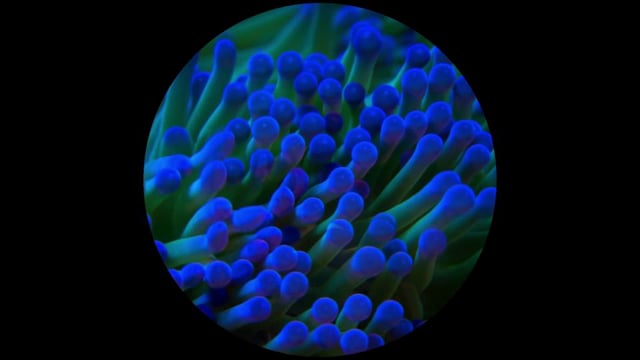 The World of Bioflourescent Fish - Neatorama