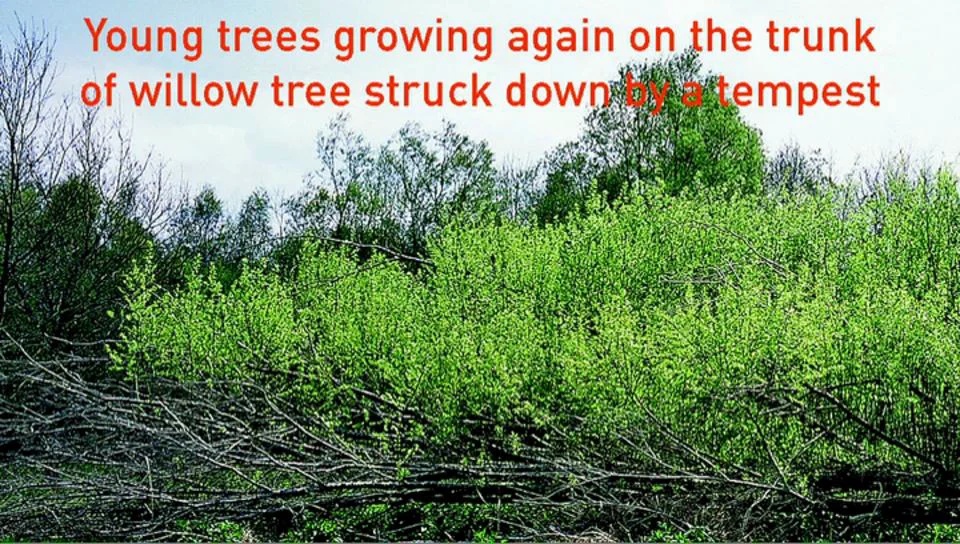 Pascal Cribier - Garden, Nature or Landscape? on Vimeo