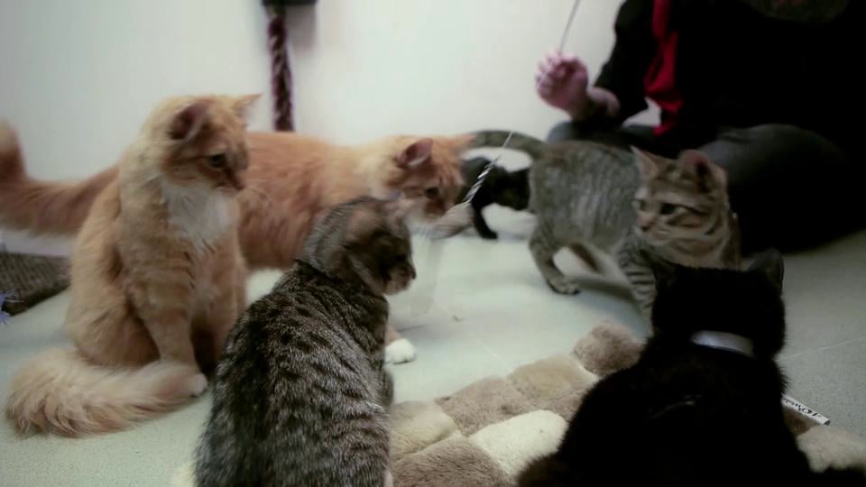 Cat Daddy Book Trailer on Vimeo