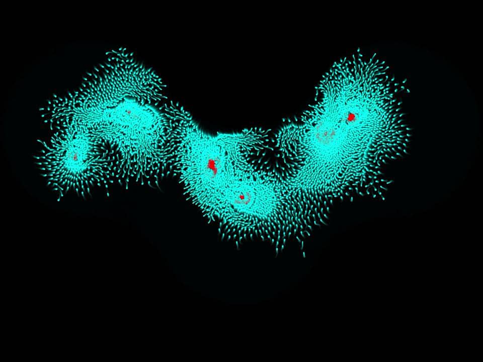 SWARMOLOGYseries _ BIOTHING // SWARMS light ecology for the Ross ...
