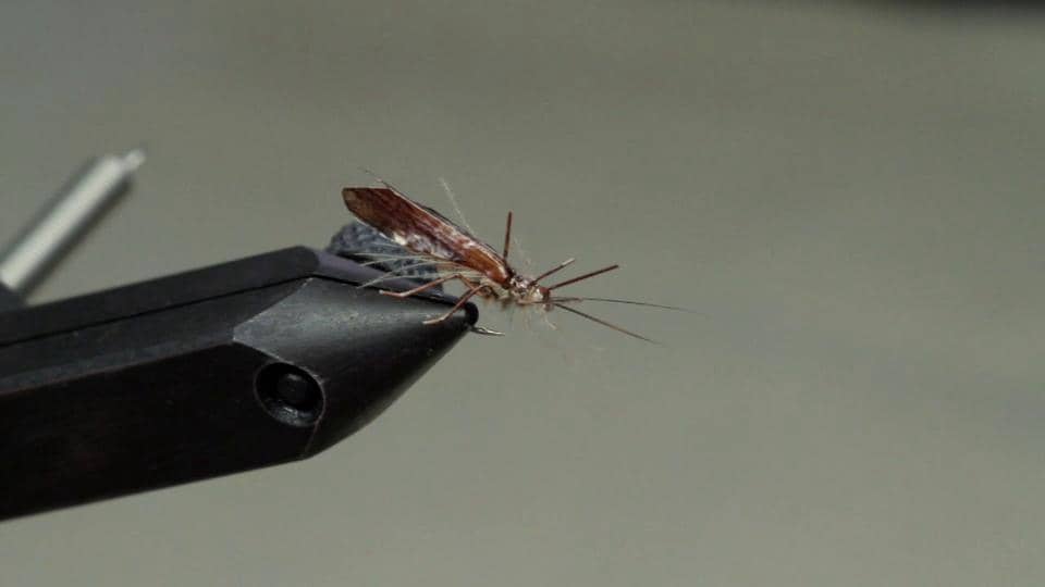 Realistic Caddis dry fly - Advanced Fly Tying on Vimeo
