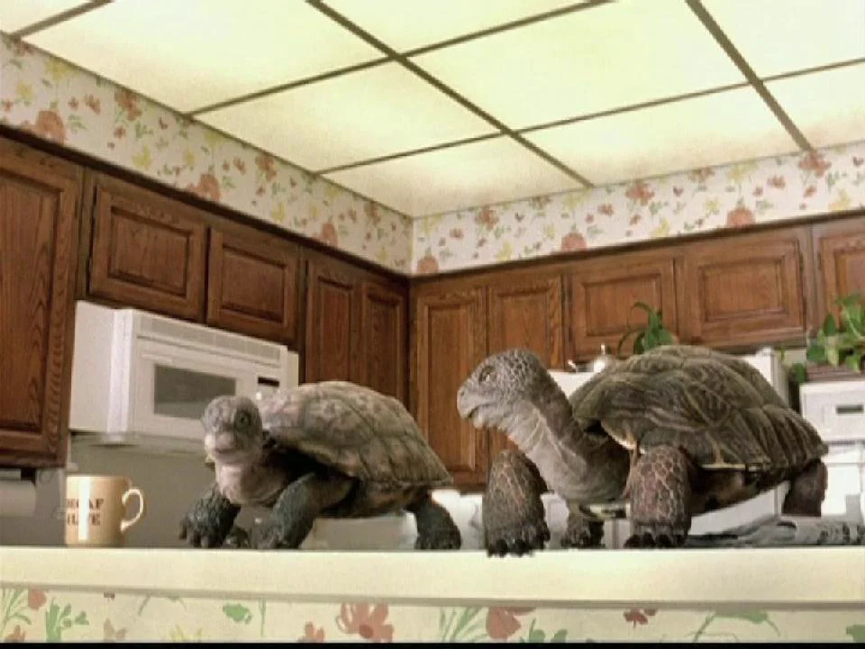 Introducing The Slowsky's