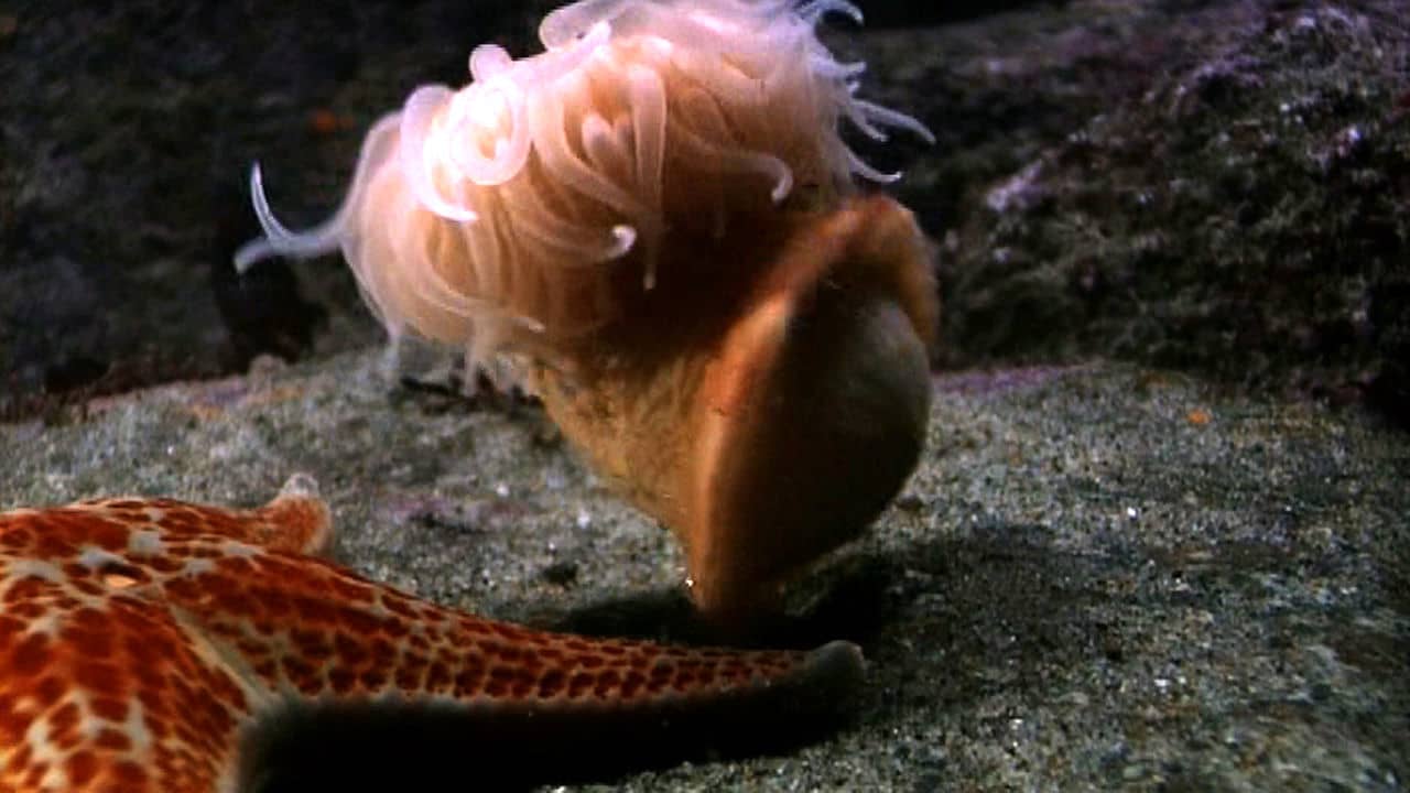 Cnidarians: Anemone Swims Away From Sea Star on Vimeo