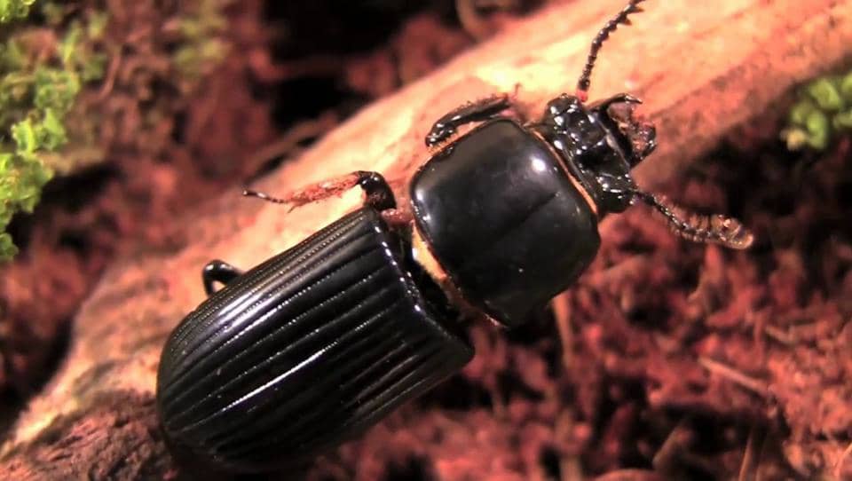 The Daily Antenna: Bess Beetles on Vimeo