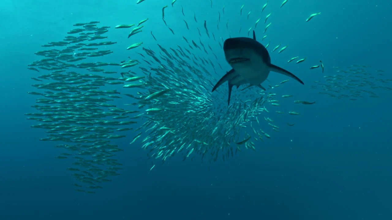 School of fish (rendered) on Vimeo