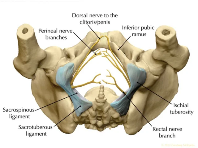 Sacrospinous Ligament Pudendal Nerve