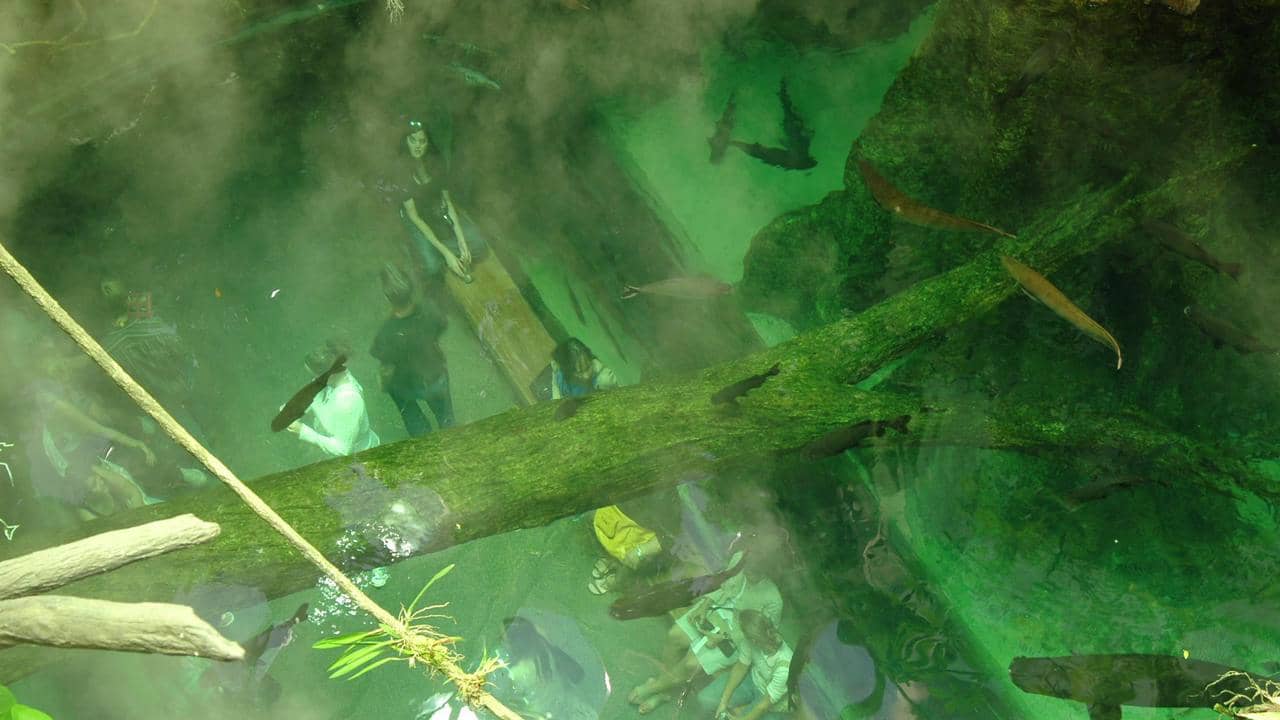 Above the flooded Amazonian Rain Forest exhibit, California Academy of ...