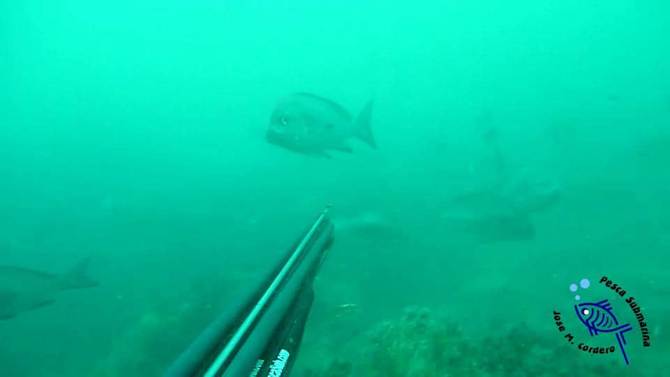 PescaSub - Jose Cordero / Urtas, Borriquetes, y Sargo Breado / Pesca ...