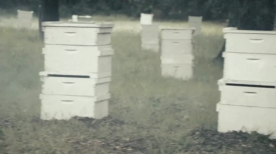 The Hive on Vimeo