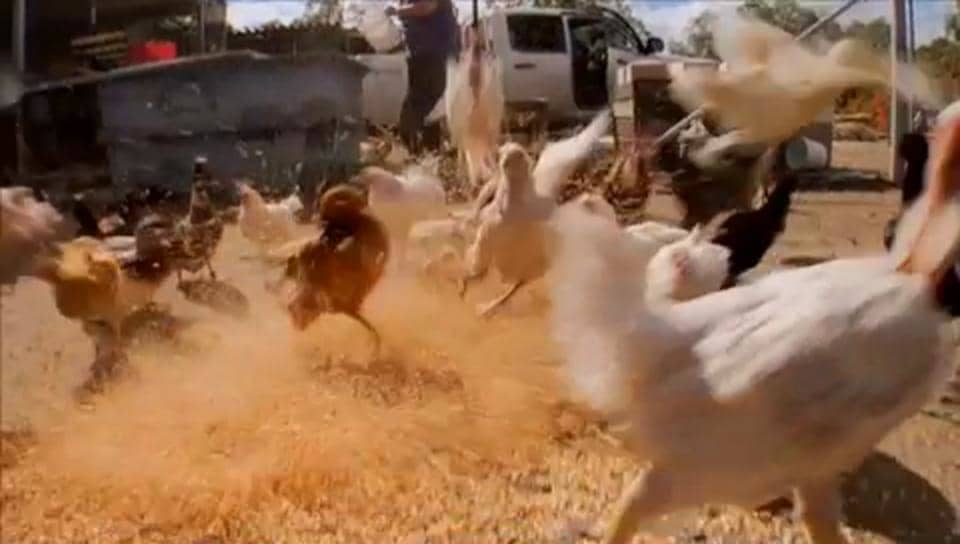 Rare Chicken Rescue on Vimeo