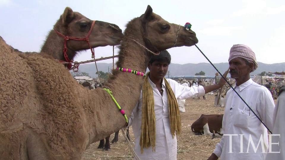Time.com: Cash for Camels, India’s Fleeting Camel Trade on Vimeo