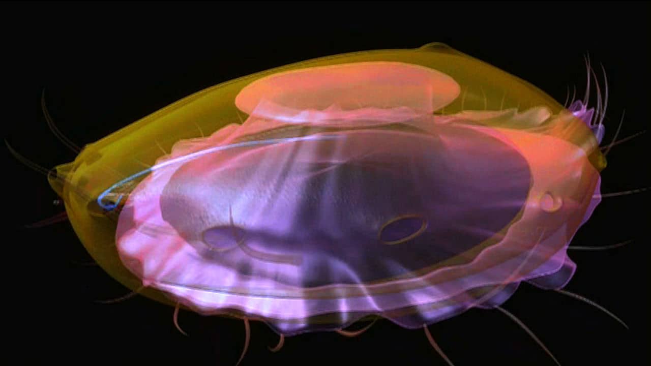 Mollusc Animation: Abalone Body Plan on Vimeo