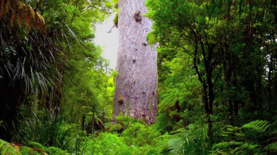 Tane Mahuta: The Maori God of the Forest on Vimeo