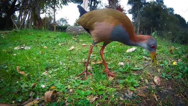 Animales del Delta del Paraná on Vimeo