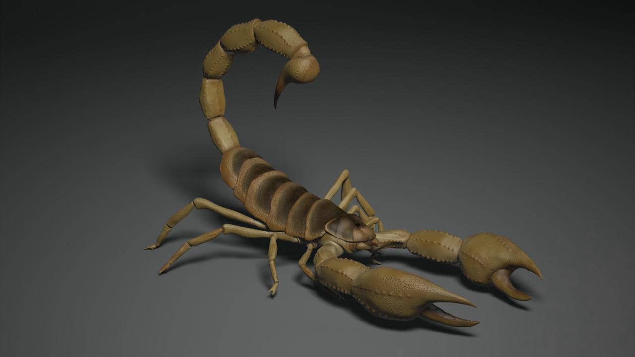 Scorpion walk cycle on Vimeo