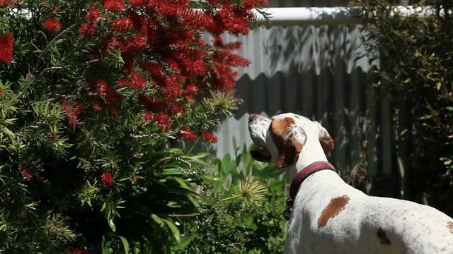 Samson Bee Killer. on Vimeo