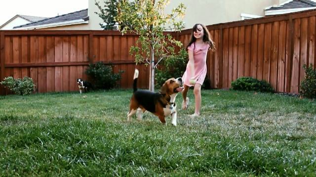 Dogs on Vimeo