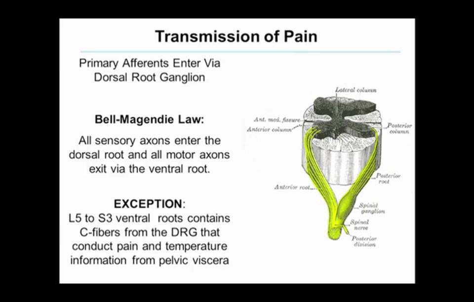 Lecture 40 - Neuroanatomy and Neurophysiology of Pain on Vimeo