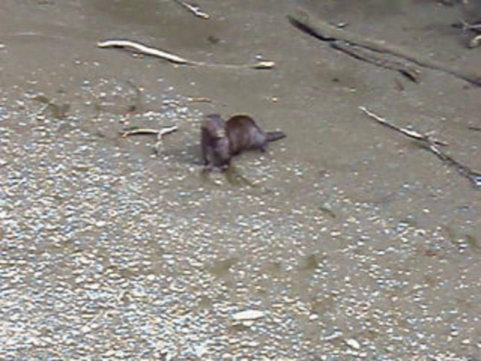 Mink Attack! on Vimeo