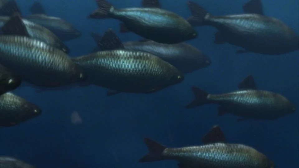 Schooling Fish on Vimeo