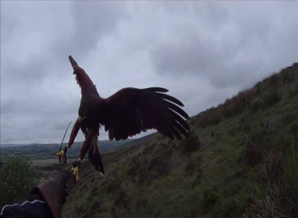 North Devon Hawk Walk with Cassius on Vimeo
