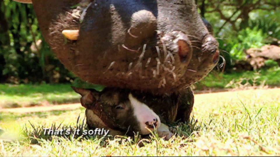 Jessica The Hippo clip2 on Vimeo