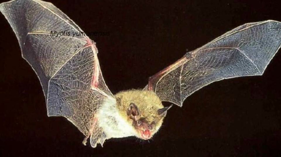 Bats on Vimeo