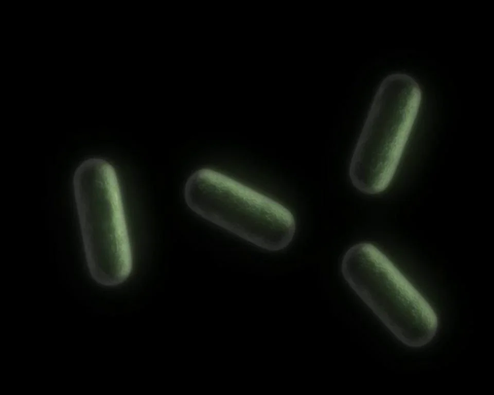 bacteria dividing (animation) on Vimeo