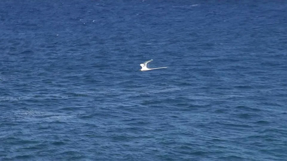 Slow Motion Sony HDR-CX740VE - Ile de la Réunion