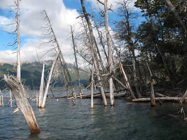 Bosque sumergido en Villa Traful - Neuquén - Patagonia Argentina on Vimeo