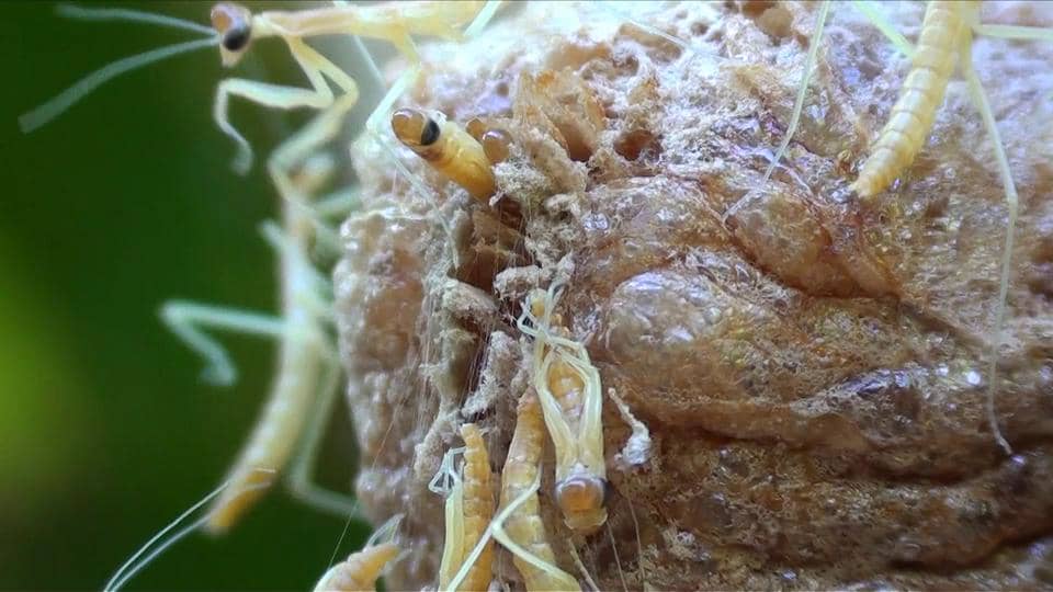 Praying mantis egg case hatching on Vimeo