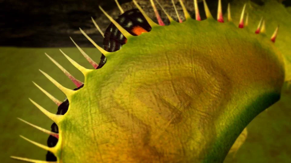 E4 - Venus Flytrap on Vimeo