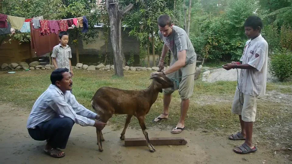 Goat Cutting