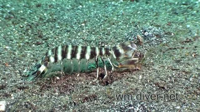 Tiger Mantis Shrimp Itch on Vimeo