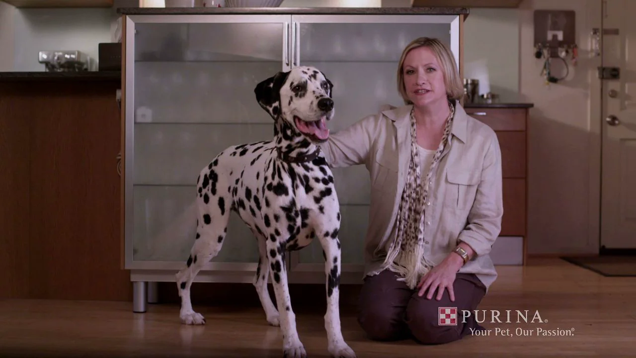 Purina - Guide To Getting A Dog on Vimeo