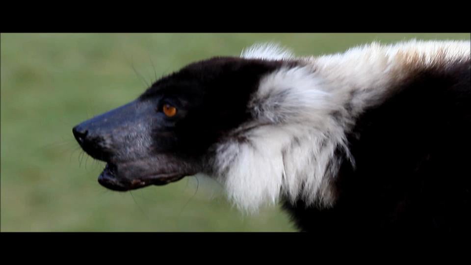 Black And White Ruffed Lemur Vocalizations On Vimeo