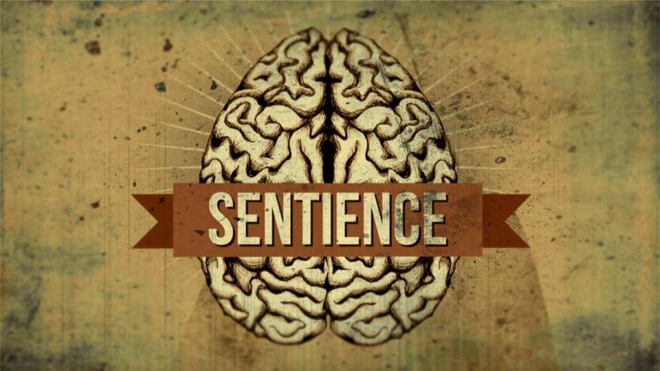 Sentience Mosaic - Why animal sentience matters on Vimeo