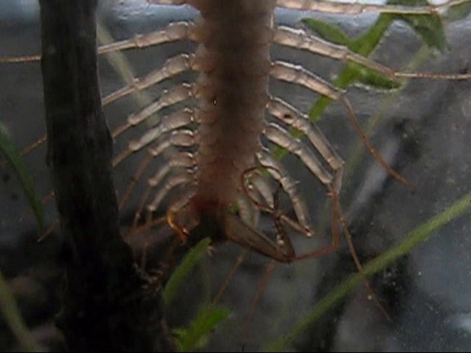 House centipede eating a cricket on Vimeo