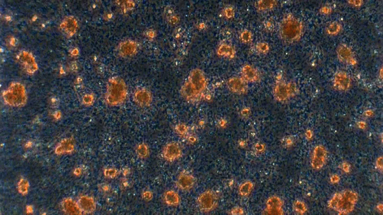 Sponges: Time-lapse of Sponge Cells Recombining on Vimeo