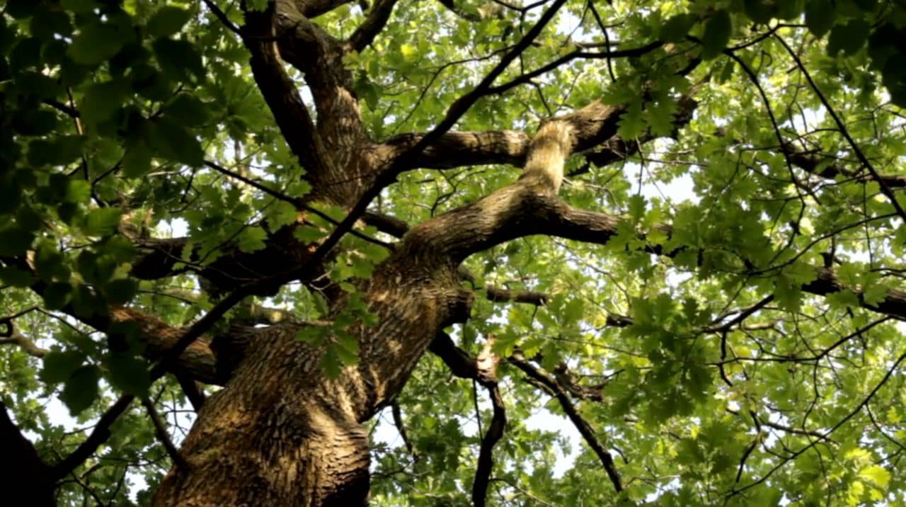 Trees are in our Blood on Vimeo