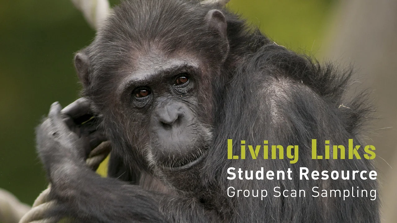 Student Resource - Chimpanzee behaviour for learning or teaching 'group ...