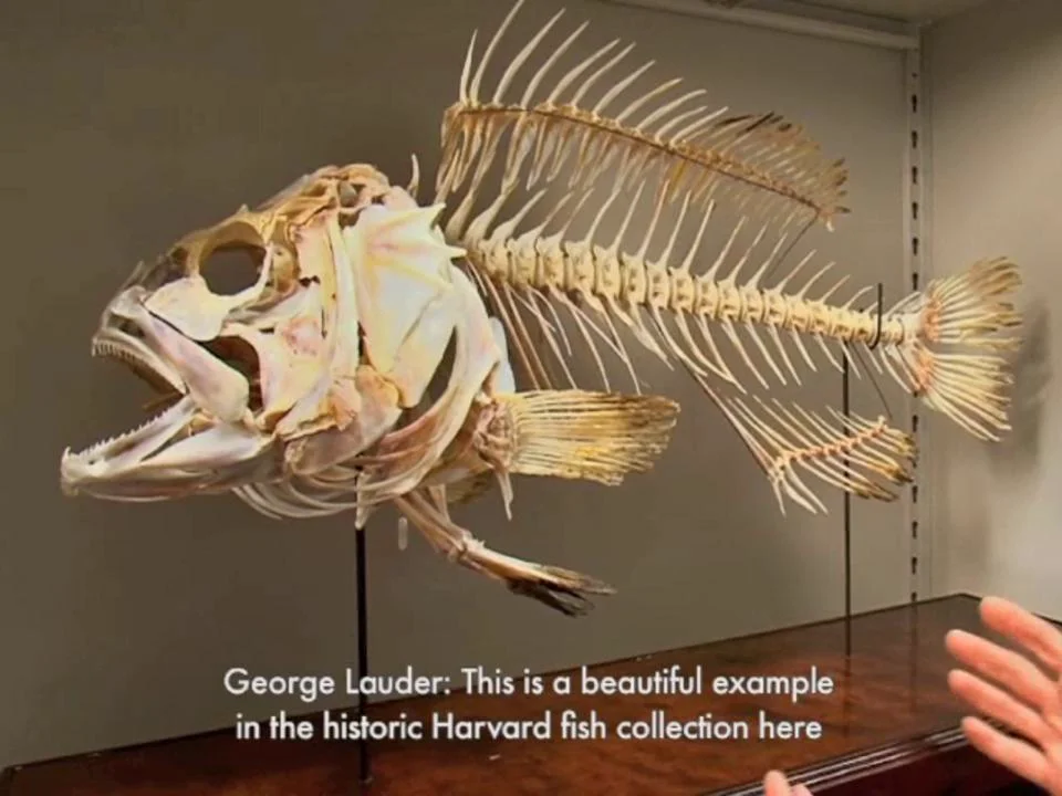 Reading Bones The Fish Skeleton On Vimeo