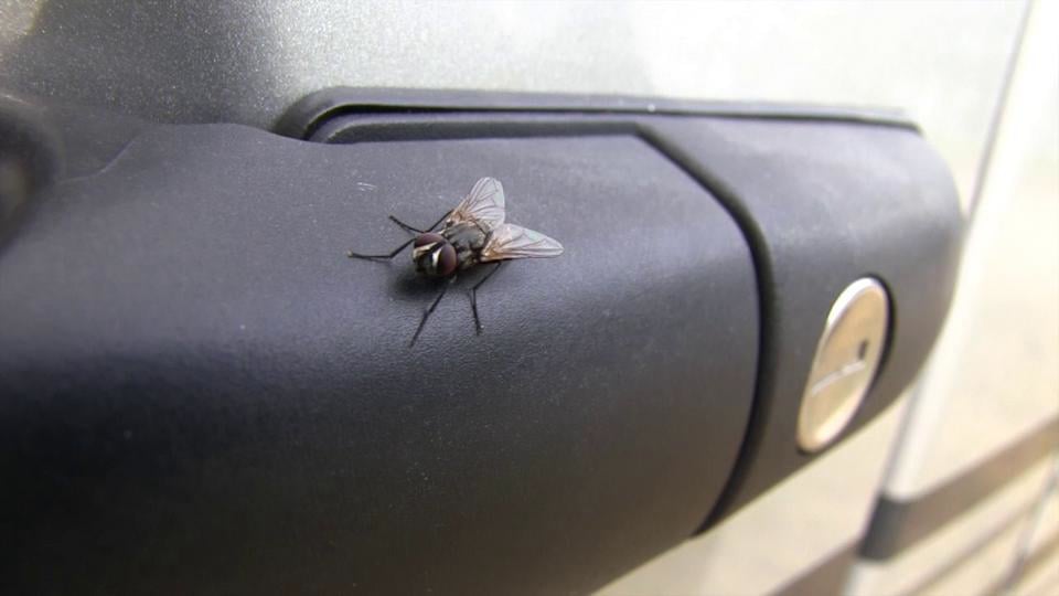 The Curse of Michigan's UP - black flies on Vimeo